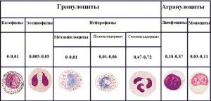 Elevated monocytes in a child – causes, pathology, treatment